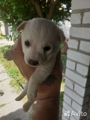 Щенки помесь