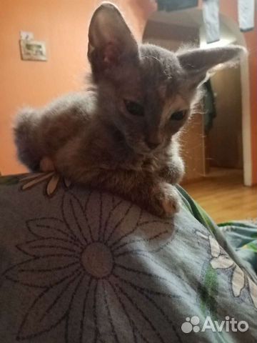 Кошка сфинкс браш