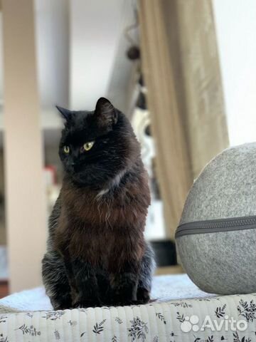 Царь-Кот