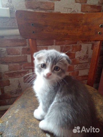Котенок