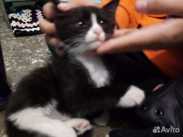 Котенок маленький девочка возьмите пожалуйста