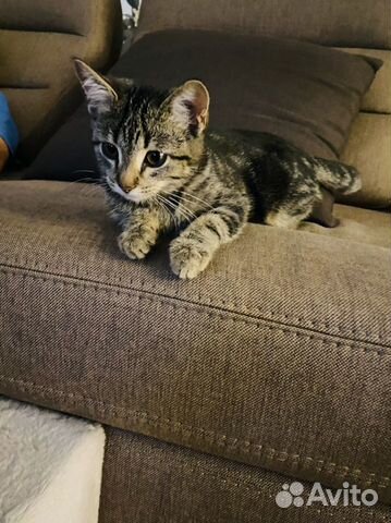 Котенок крысоловка