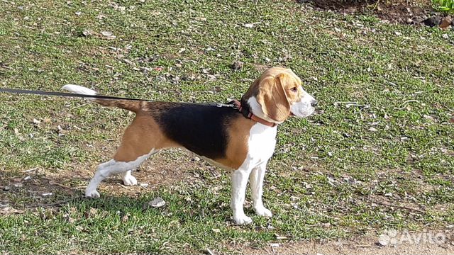 Девочка Бигль 2 года