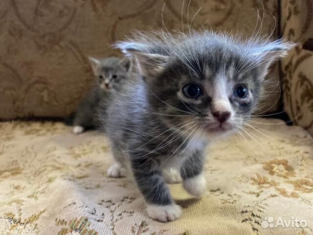 Отдам котят в добрые руки