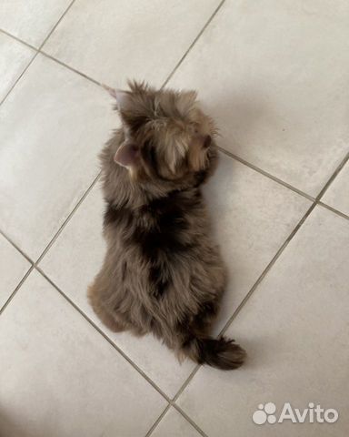 Йорк шоколадный мрамор леди