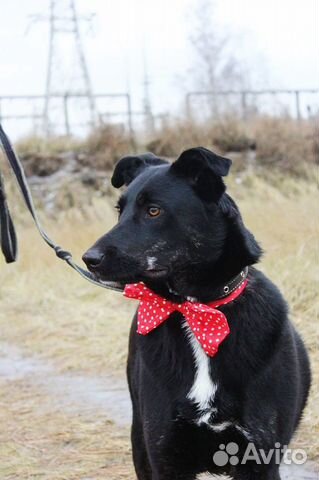 Красавчику Барту нужен дом