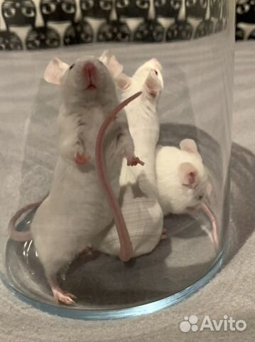 Мыши домашние