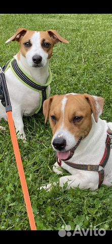 Продажа собачки