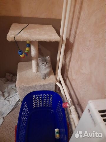 Чудные сибирские котята
