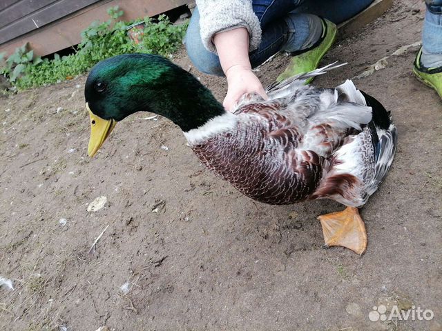 Утки башкирские