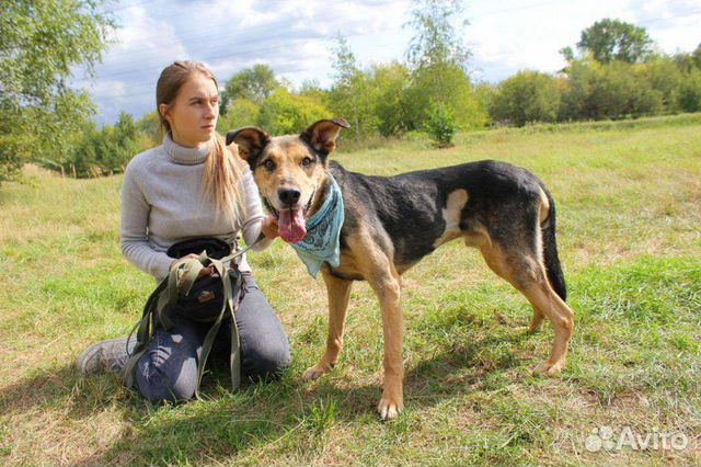 Спасите собаку из приюта