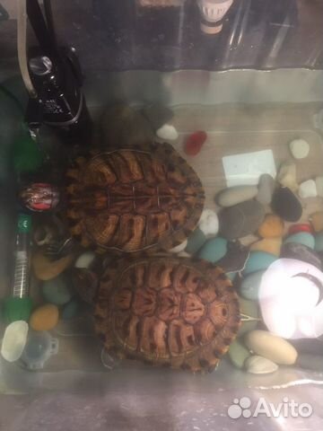 Красноухая черепаха