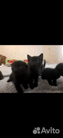 Продам котят