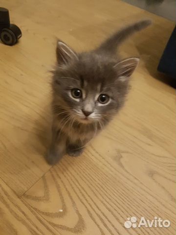Котенок