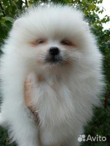 Белоснежная девочка шпица