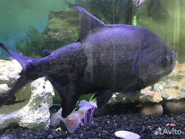 Отдам бесплатно пиранью