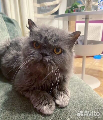 Элвис в заботливые ручки