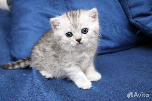 Британские чистокровные котята окраса вискас