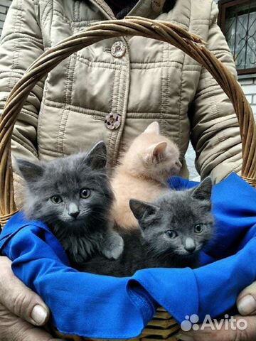 Котята в дар