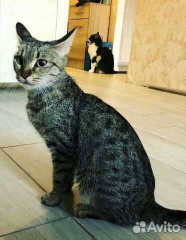 Красивая молодая кошечка