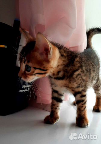 Котята Бенгальские