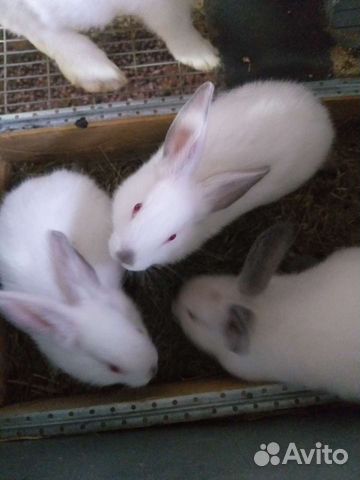 Кролята на(доращивание)