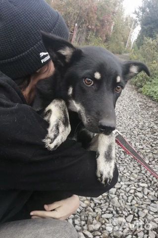 Собака Соня ищет хозяина. Отдадим в хорошие руки