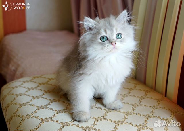 Голубая шиншилла в любимцы