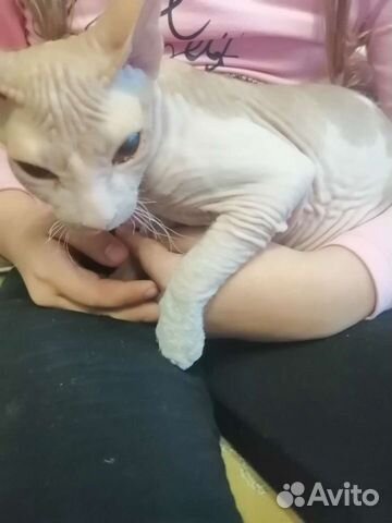 Донской сфинкс котята