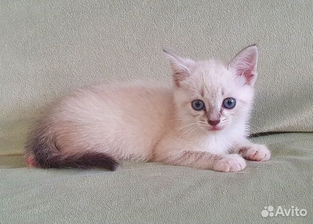 Котенок - ласковое счастье в ваш дом