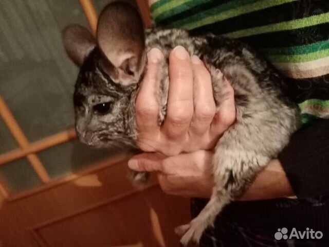 Шиншилла