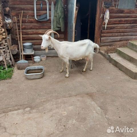 Коза дойная молочная