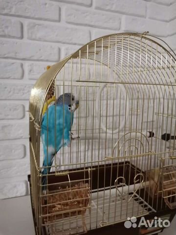 Продам попугая с клеткой