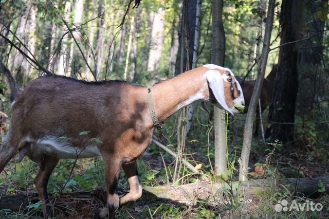 Коза нубийская покрытая