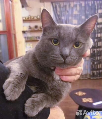 Русский голубой котик