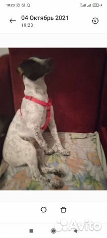 Найдена собака далматин