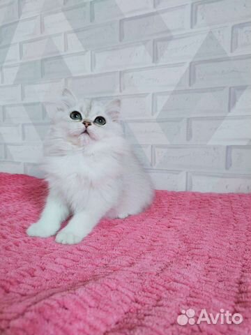 Шотландские девочки дш И кш