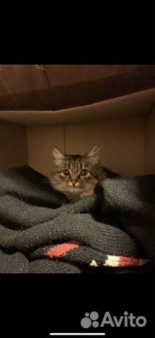 Длинношерстный котенок