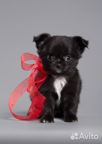 Лучший Ваш подарочек это чих