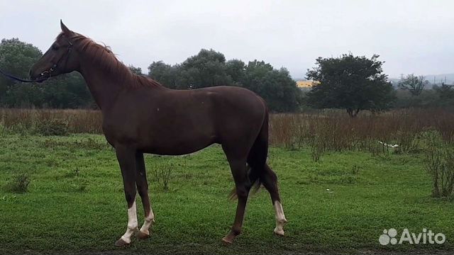 Арабские лошади