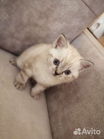 Шотландский котенок