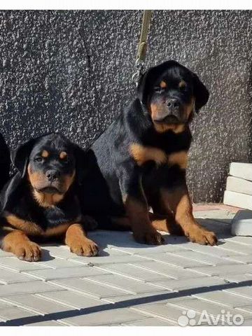 Шикарные щенки ротвейлера