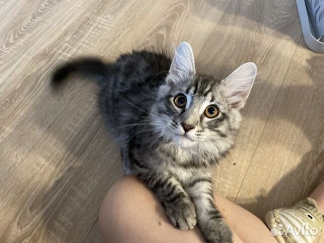 Кот