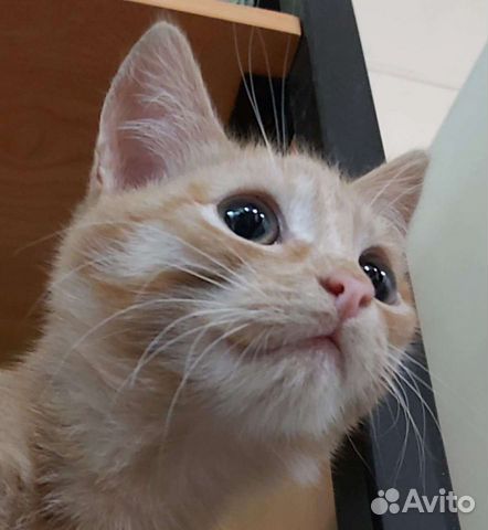 Котёнок 3 мес, в добрые руки
