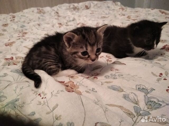 Котята от умной и ласковой кошки