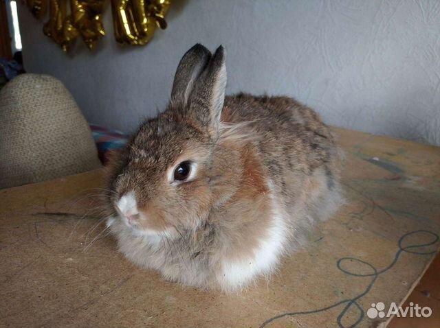 Декоративные кролики