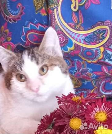 Котик,Костик в добрые руки