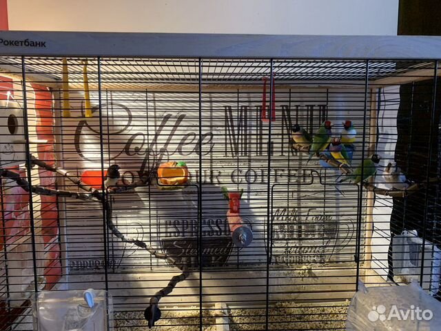 Амадины гульда и японские