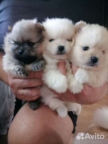 Собаки щенки шпиц