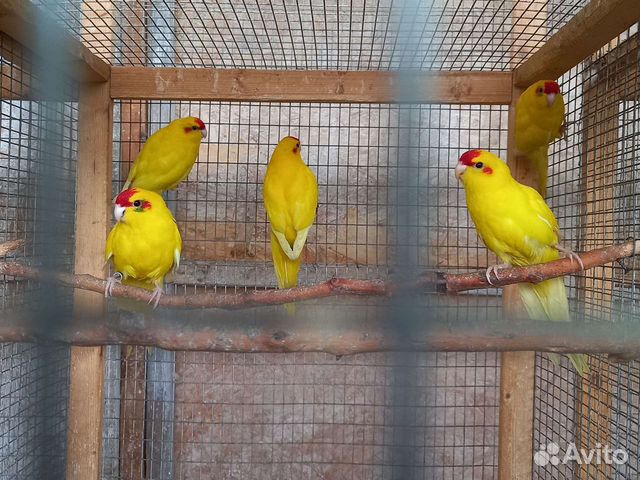 Какарики